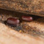 Cockroach Facts, Types, Diet, Reproduction, Classification, Pictures