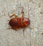 Cockroach Facts, Types, Diet, Reproduction, Classification, Pictures