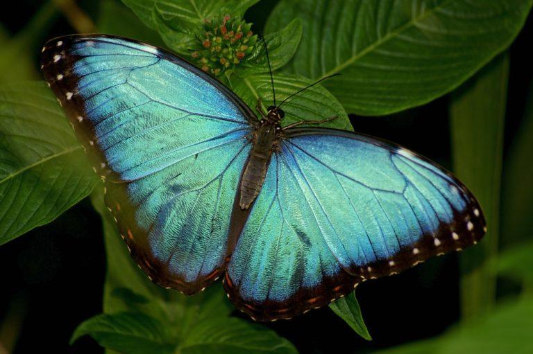 Blue Morpho Butterfly – Facts, Size, Habitat, and Pictures