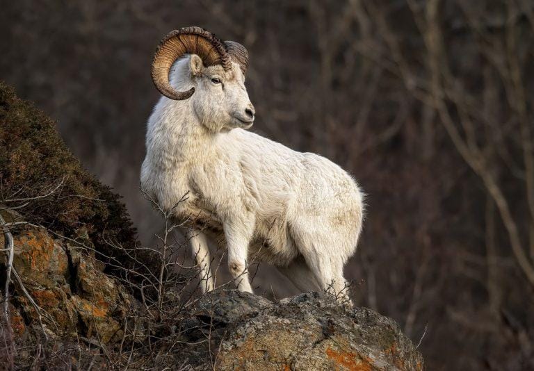 Dall Sheep – Facts, Size, Habitat, and Pictures