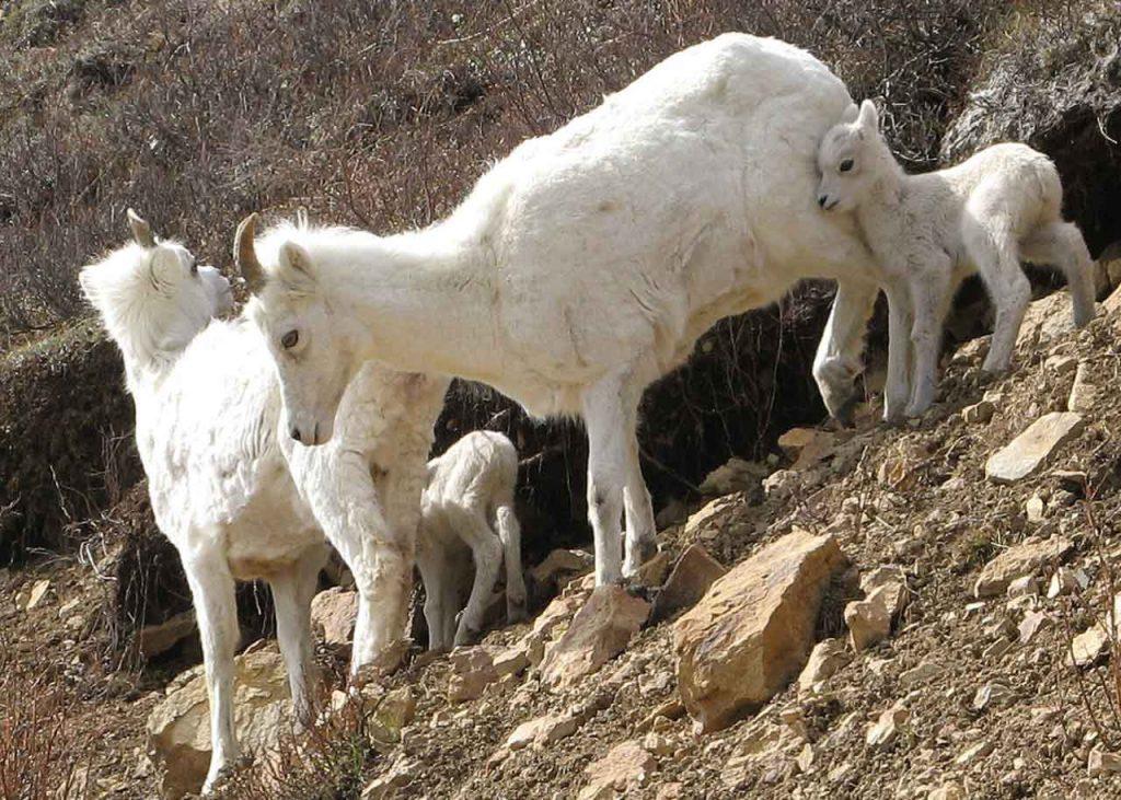 Dall Sheep – Facts, Size, Habitat, and Pictures