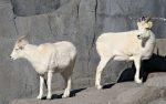 Dall Sheep – Facts, Size, Habitat, and Pictures