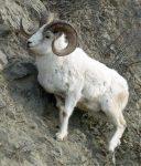 Dall Sheep – Facts, Size, Habitat, and Pictures