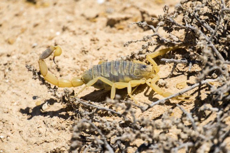 Deathstalker Scorpion – Facts, Size, Habitat, and Pictures