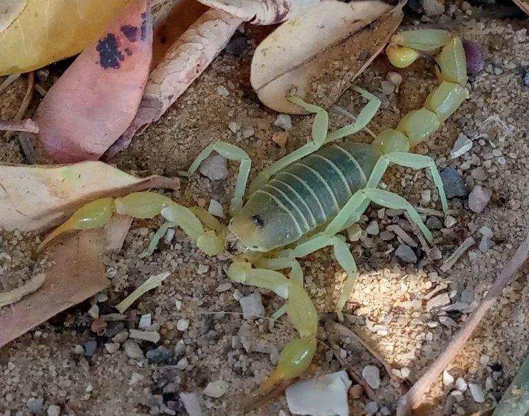 Deathstalker Scorpion – Facts, Size, Habitat, and Pictures