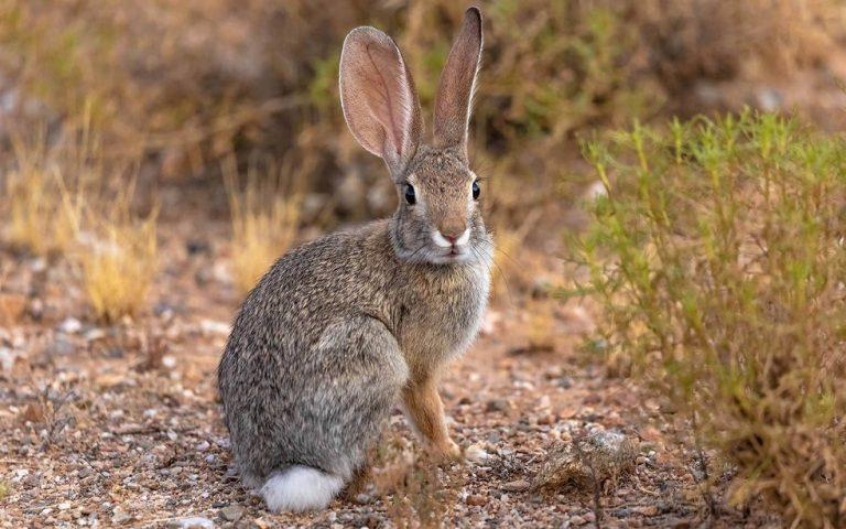 Desert Cottontail – Facts, Size, Habitat, and Pictures