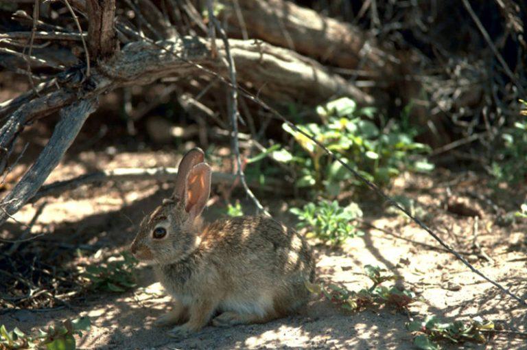 Desert Cottontail – Facts, Size, Habitat, and Pictures