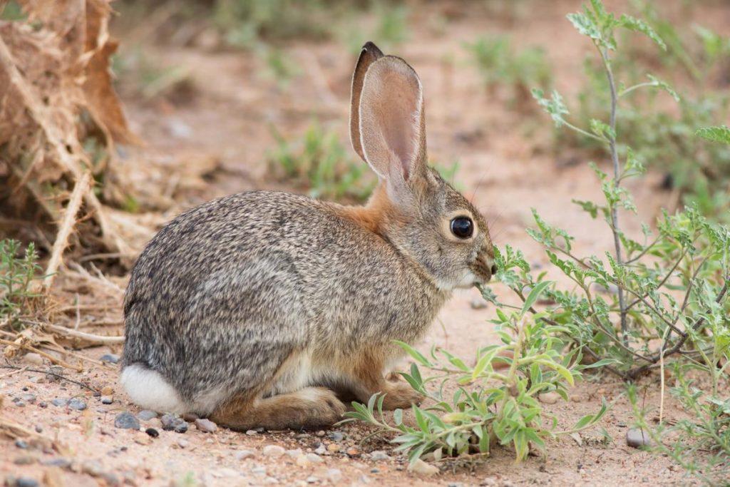 Desert Cottontail – Facts, Size, Habitat, and Pictures