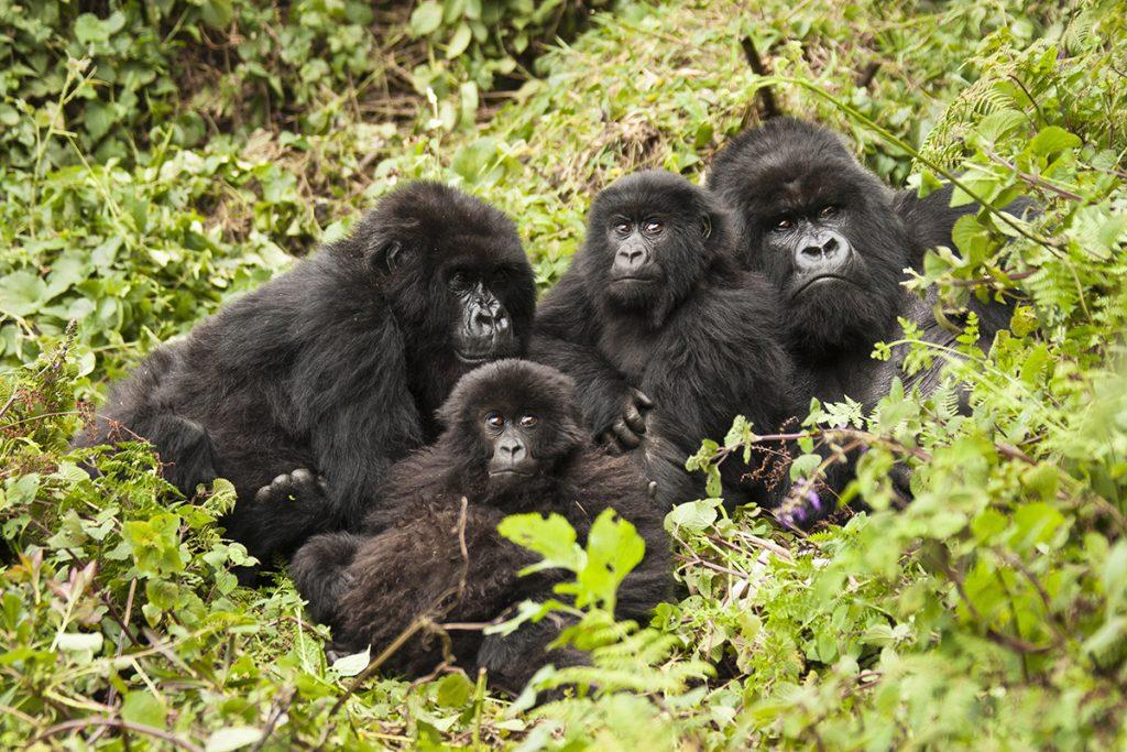 Eastern Gorilla – Facts, Size, Habitat, and Pictures