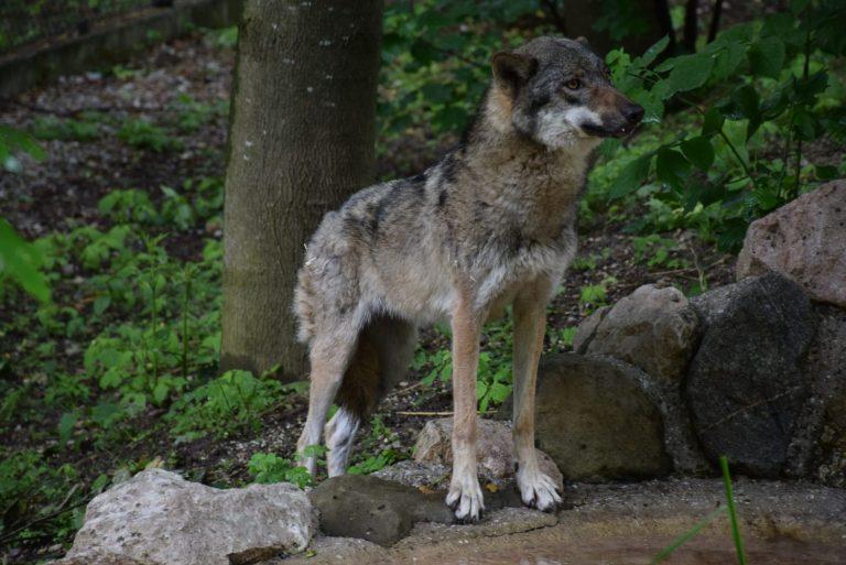Eurasian Wolf – Facts, Size, Characteristics, Habitat, and Pictures