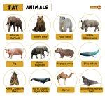 Fattest Animals in the World – List, Facts, Pictures, and More
