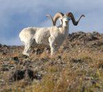 Dall Sheep – Facts, Size, Habitat, and Pictures