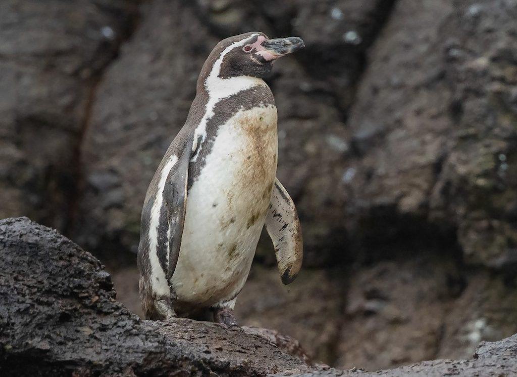 Zebra Finch Facts, Diet, Breeding, Mutations, Pet Care, Pictures