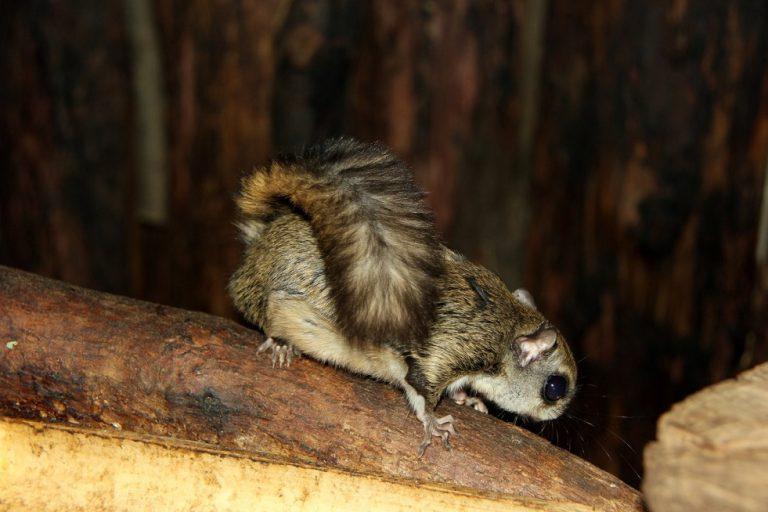 Japanese Dwarf Flying Squirrel – Facts, Size, Habitat, and Pictures