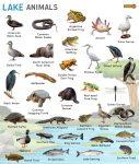Animals that Live in Lakes – Facts, List, Pictures, Chart, and More