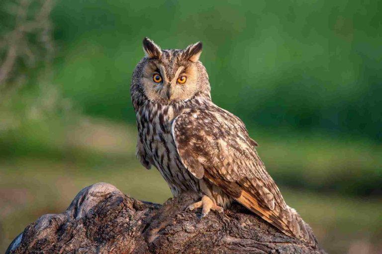 Long-Eared Owl – Facts, Size, Habitat, and Pictures