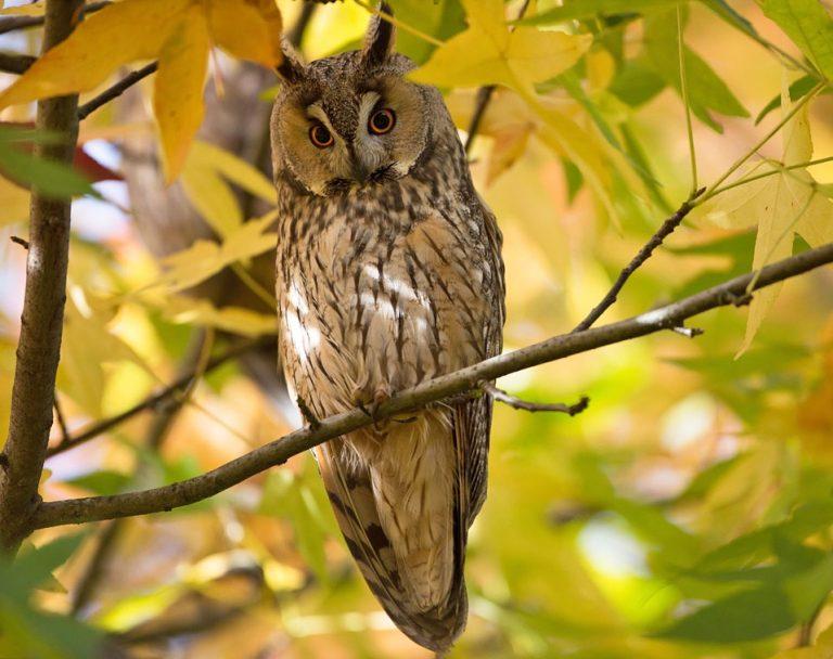 Long-Eared Owl – Facts, Size, Habitat, and Pictures