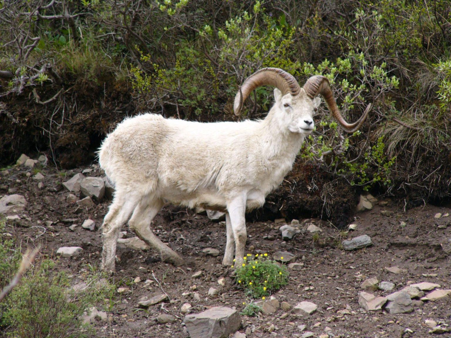 Dall Sheep – Facts, Size, Habitat, and Pictures