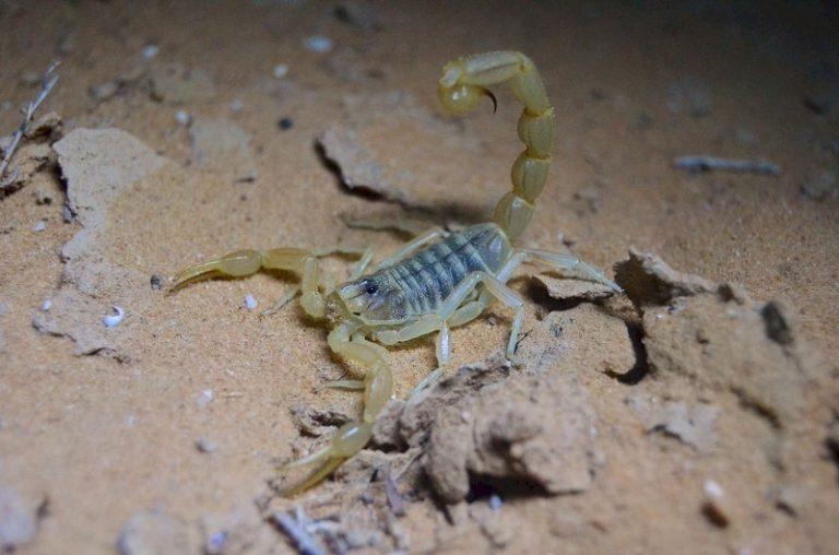 Deathstalker Scorpion – Facts, Size, Habitat, and Pictures