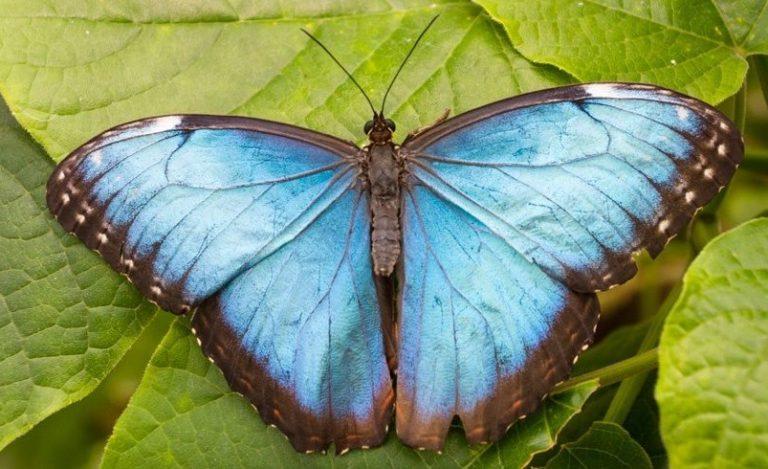 Blue Morpho Butterfly – Facts, Size, Habitat, and Pictures