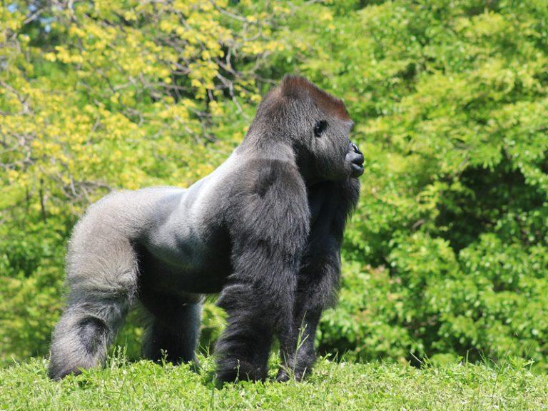 Eastern Gorilla – Facts, Size, Habitat, and Pictures