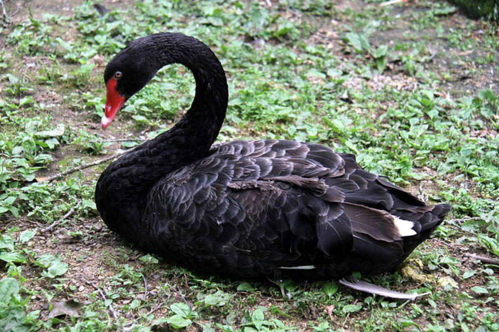 Black Swan – Facts, Characteristics, Size, Habitat, and Pictures