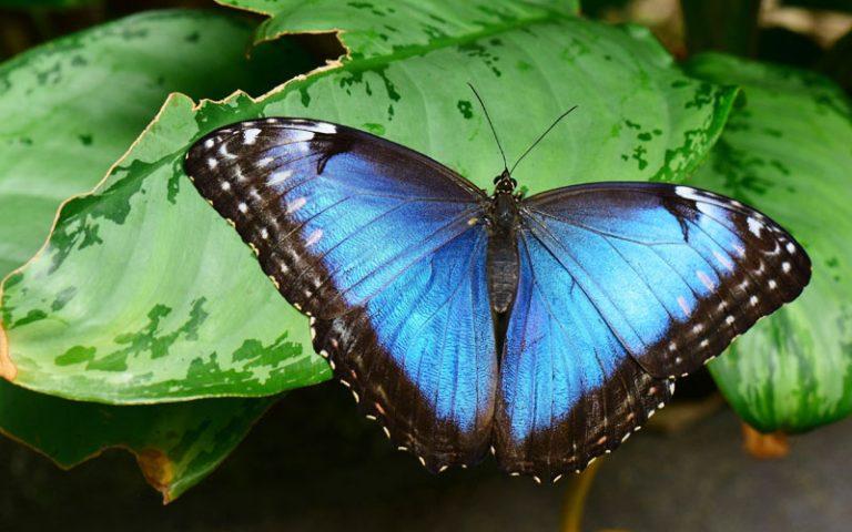 Blue Morpho Butterfly – Facts, Size, Habitat, and Pictures
