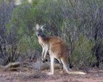 Red Kangaroo – Facts, Characteristics, Size, Habitat, and Pictures