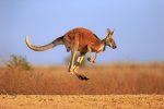 Red Kangaroo – Facts, Characteristics, Size, Habitat, and Pictures