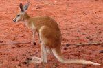 Red Kangaroo – Facts, Characteristics, Size, Habitat, and Pictures