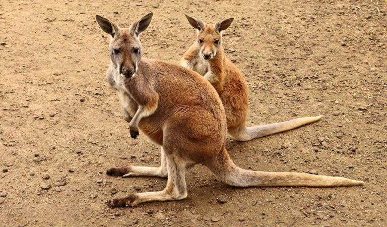 Red Kangaroo – Facts, Characteristics, Size, Habitat, and Pictures