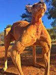 Red Kangaroo – Facts, Characteristics, Size, Habitat, and Pictures