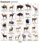 Animals That Ruminate – Facts, List, Pictures