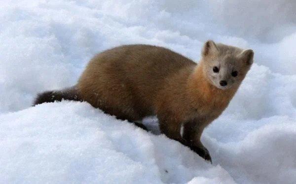 Sable – Facts, Size, Habitat, Diet, Lifespan, and Pictures