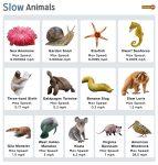 Slow Animals – Facts, List, Maximum Speed, Pictures, and More