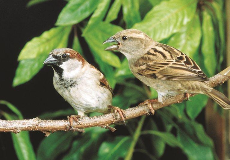 Sparrow Facts, Types, Diet, Reproduction, Classification, Pictures