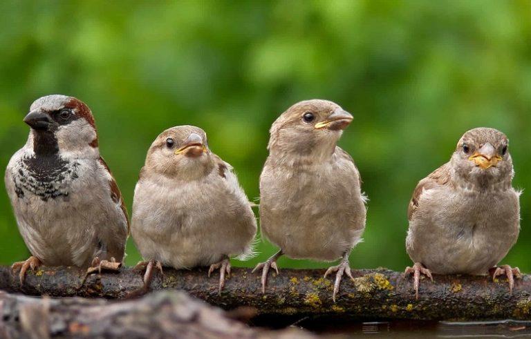Sparrow Facts, Types, Diet, Reproduction, Classification, Pictures