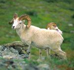 Dall Sheep – Facts, Size, Habitat, and Pictures