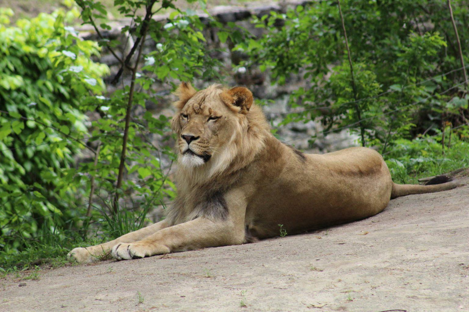 Transvaal Lion – Facts, Size, Habitat, and Pictures