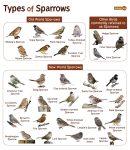 Sparrow Facts, Types, Diet, Reproduction, Classification, Pictures