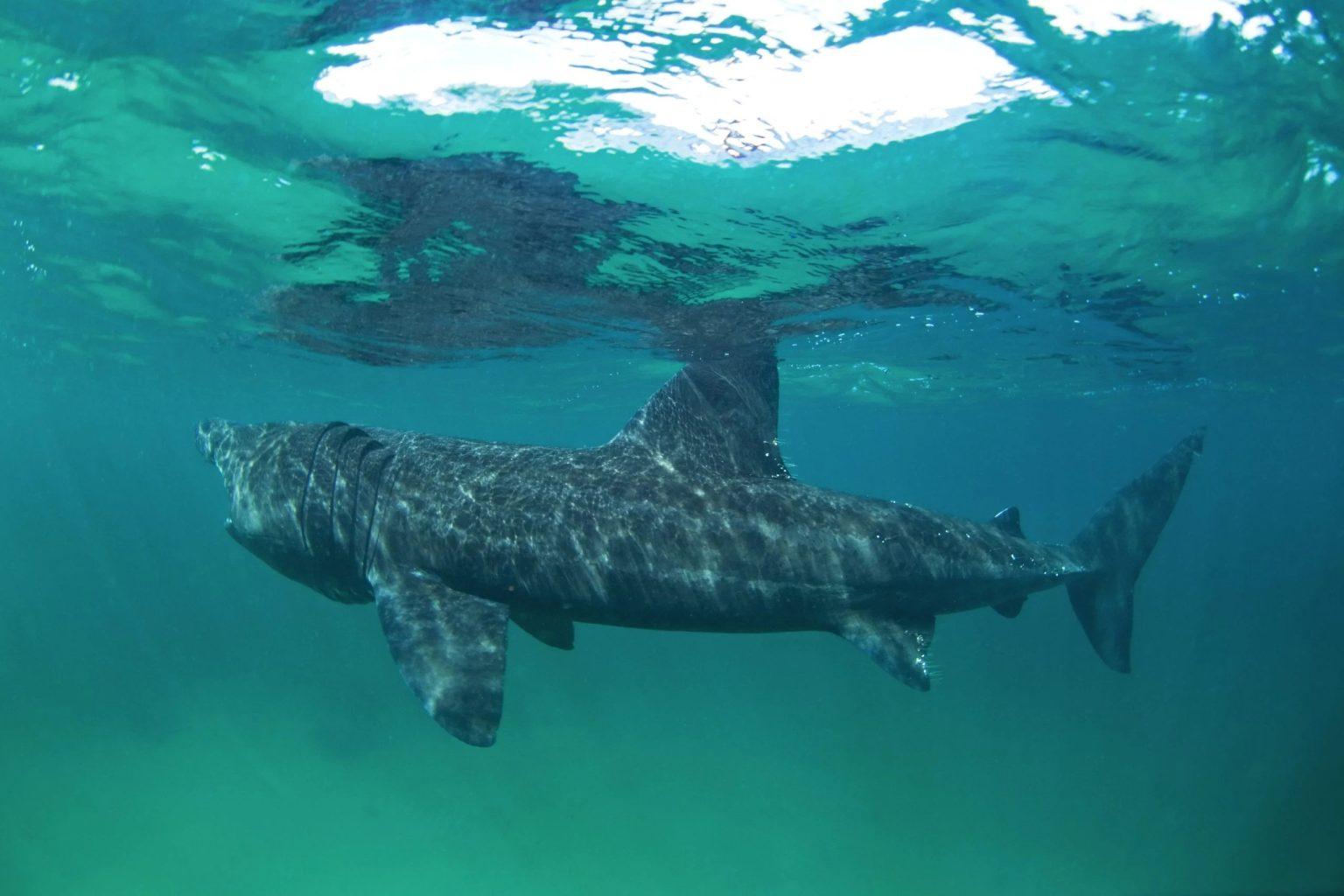 Basking Shark – Facts, Size, Habitat, and Pictures