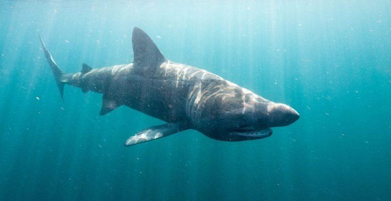 Basking Shark – Facts, Size, Habitat, and Pictures