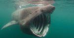 Basking Shark – Facts, Size, Habitat, and Pictures