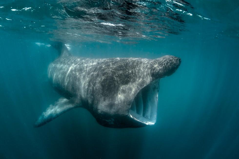 Basking Shark – Facts, Size, Habitat, and Pictures