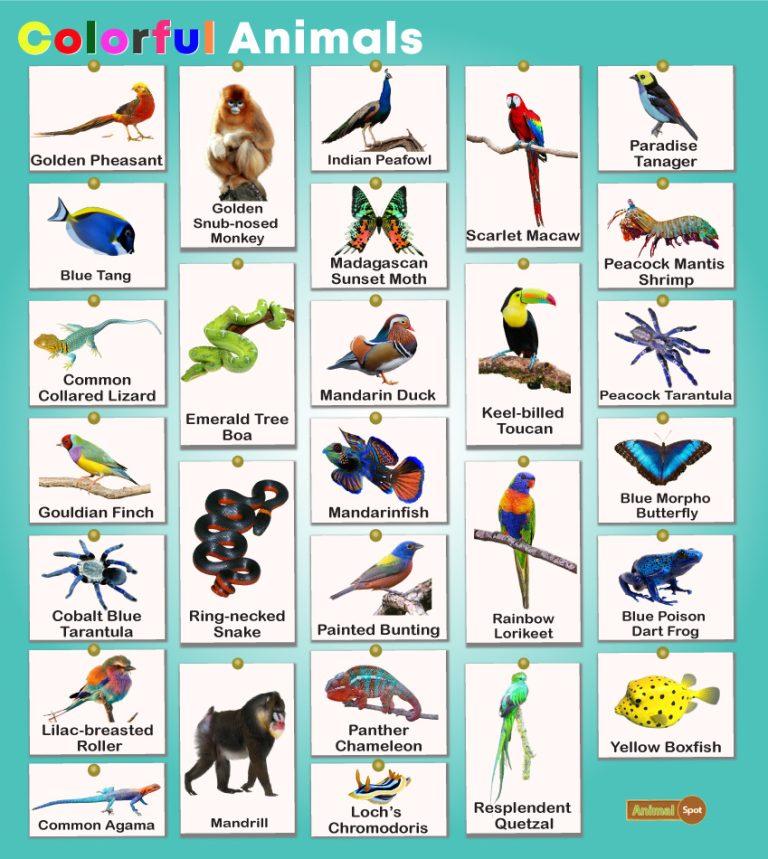 Colorful Birds – Facts, List, Pictures, and More Colorful Birds – Facts, List, Pictures, and More