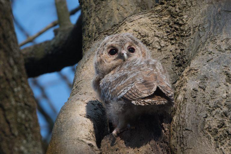 Tawny Owl – Facts, Description, Size, Habitat, and Pictures