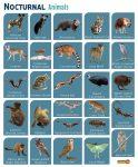 Nocturnal Animals – Facts, List, Pictures, and More