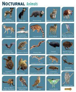 Nocturnal Animals – Facts, List, Pictures, and More