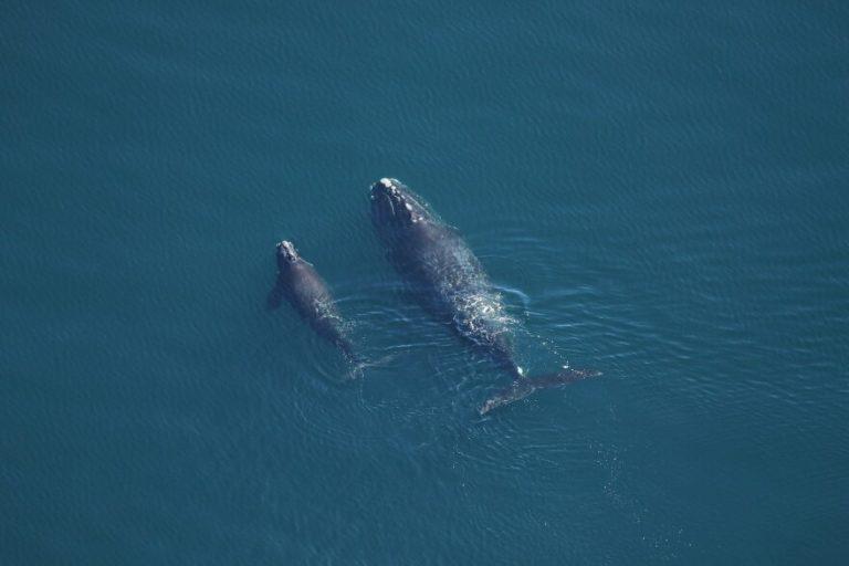 North Atlantic Right Whale – Facts, Size, Habitat, and Pictures