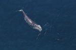 North Atlantic Right Whale – Facts, Size, Habitat, and Pictures